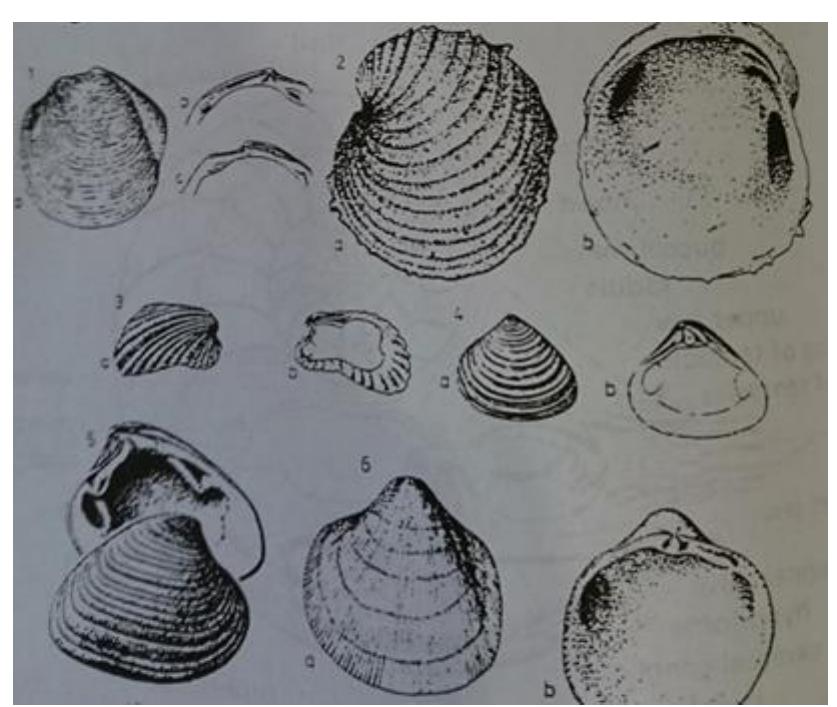 Figure 4 - A Report of Fossils of Phylum Mollusca,