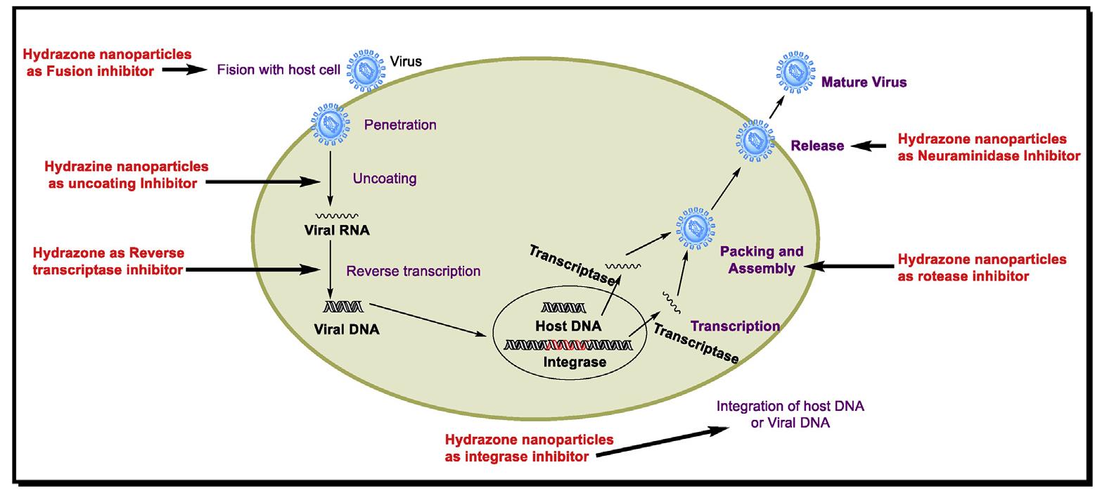 Mechanism of action of nanoparticles based hydrazone