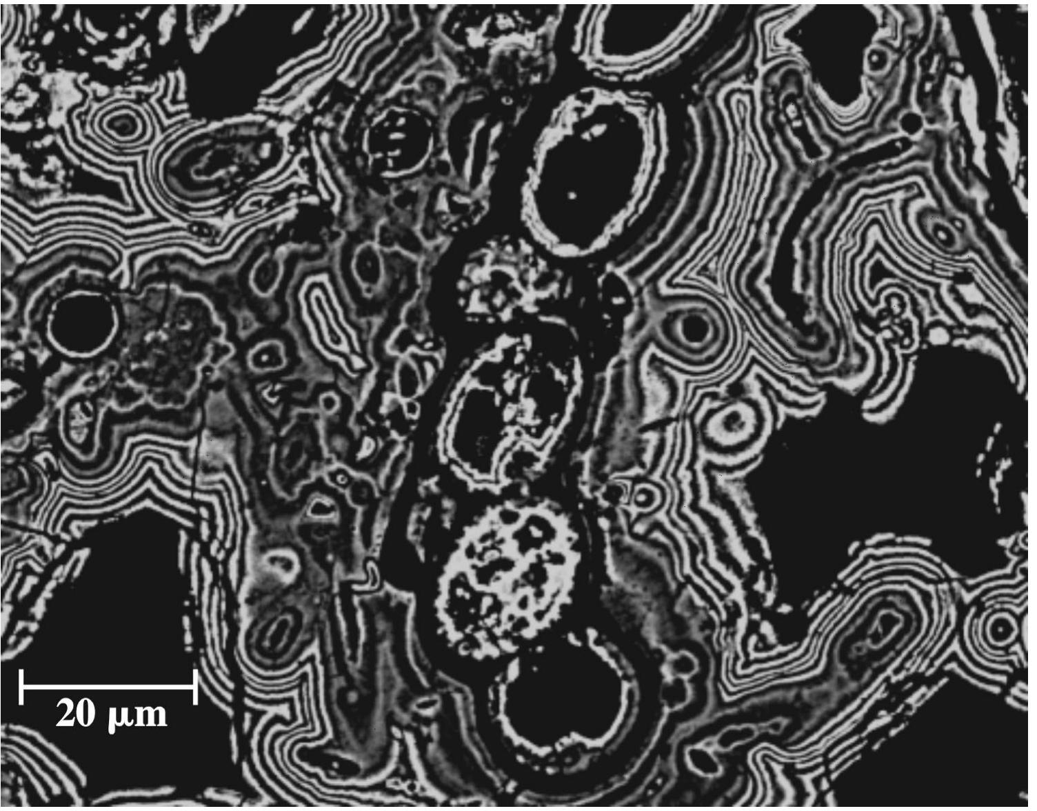 Scanning electron microscope backscattered electron image