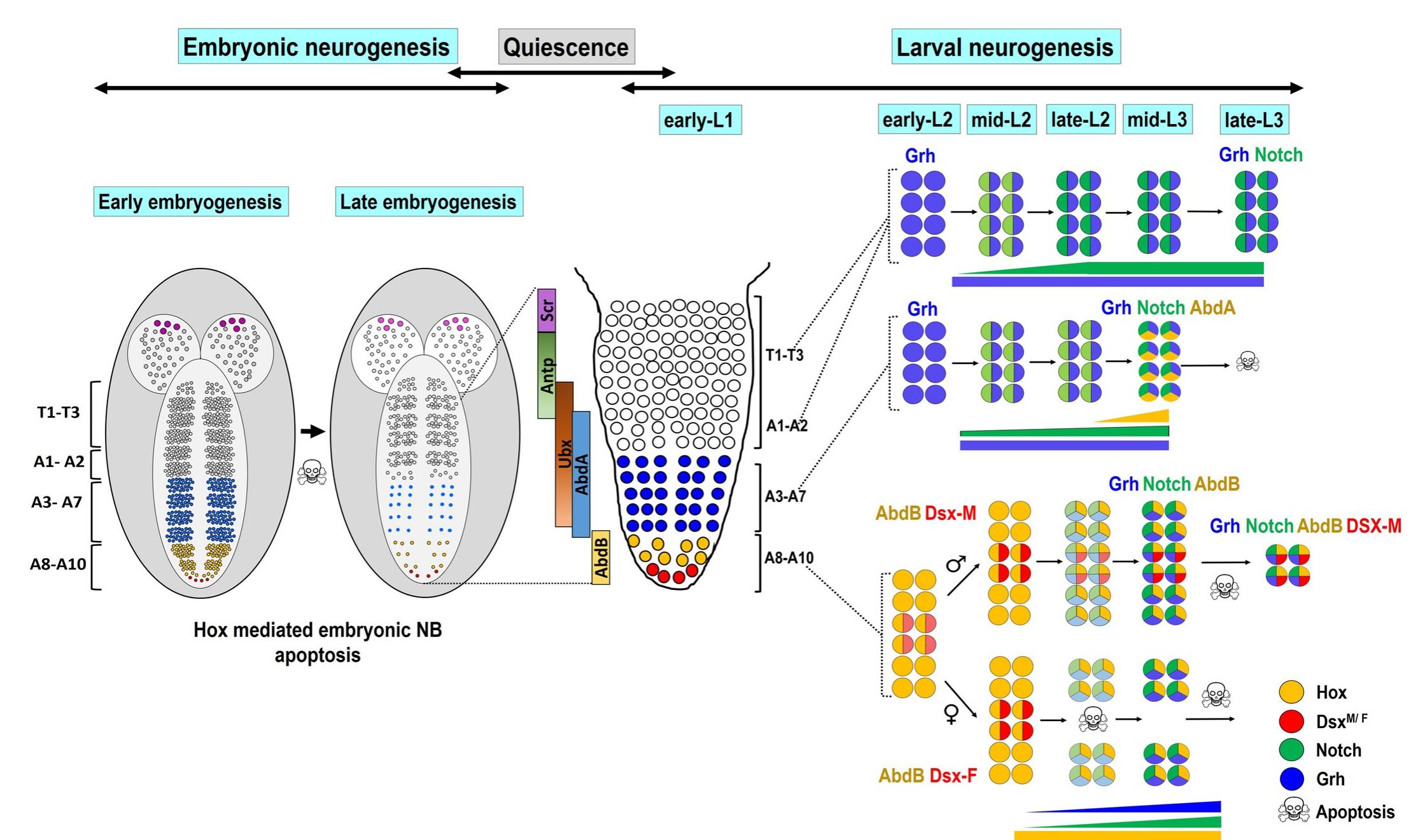 Increasing levels of grh and notch activity coupled with