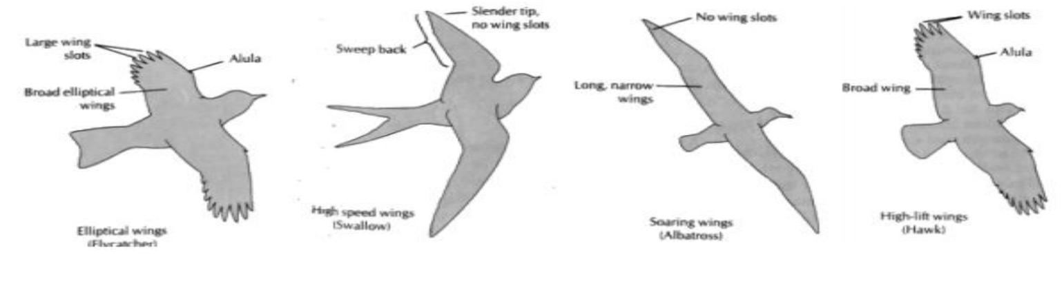 Figure 1 - from IRJET- AUTONOMOUS ORNITHOPTER