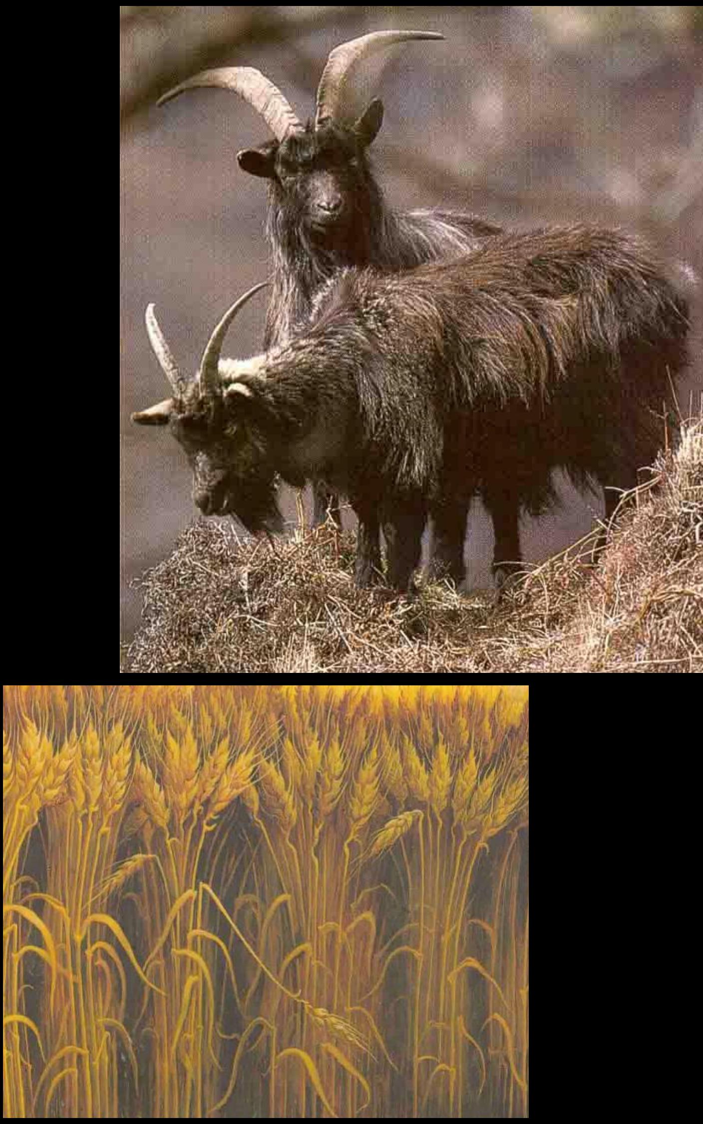 Figure 5 - Anth.245 Ppt. Lecture-3: Neolithic Anatolia,