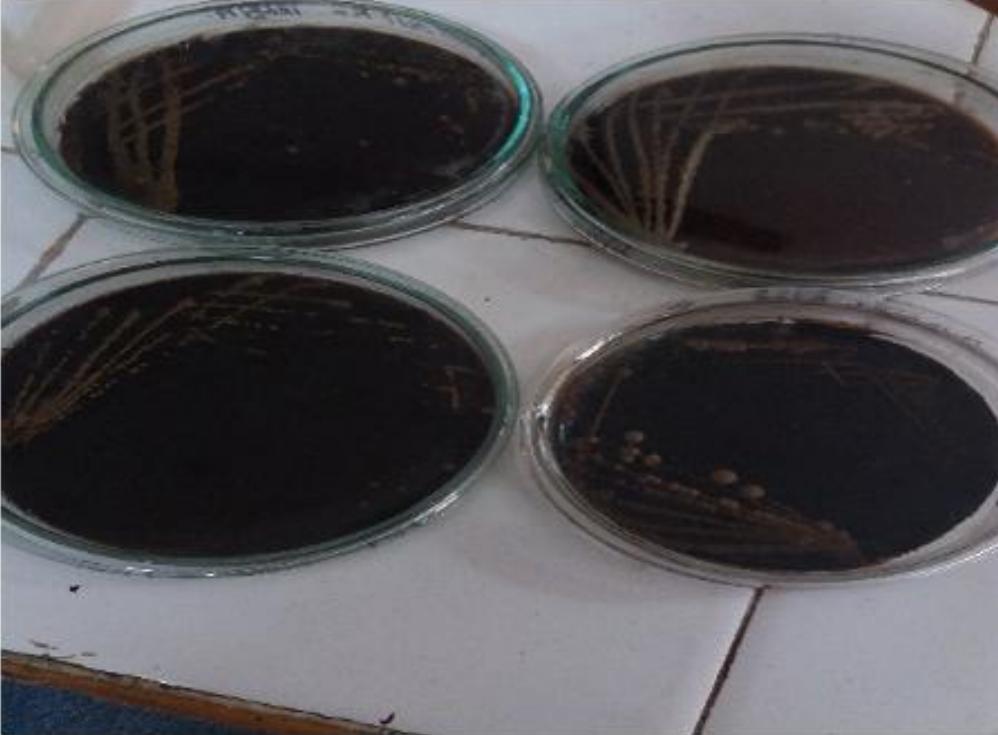 Figure 3 - Composting of floral waste by using indigenously