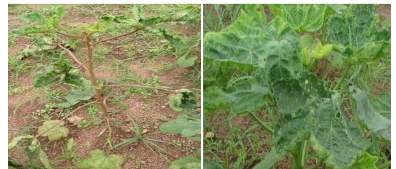 Out of the 25 okra entries, accession gh3801pora was highly