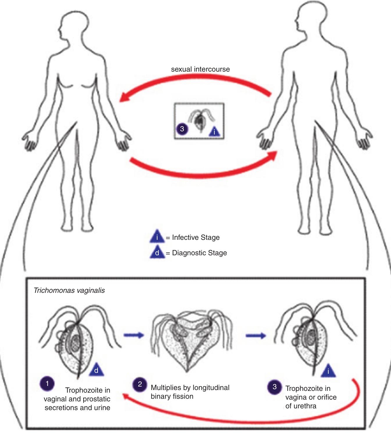 4 life cycle of trichomonas vaginalis (reproduced from