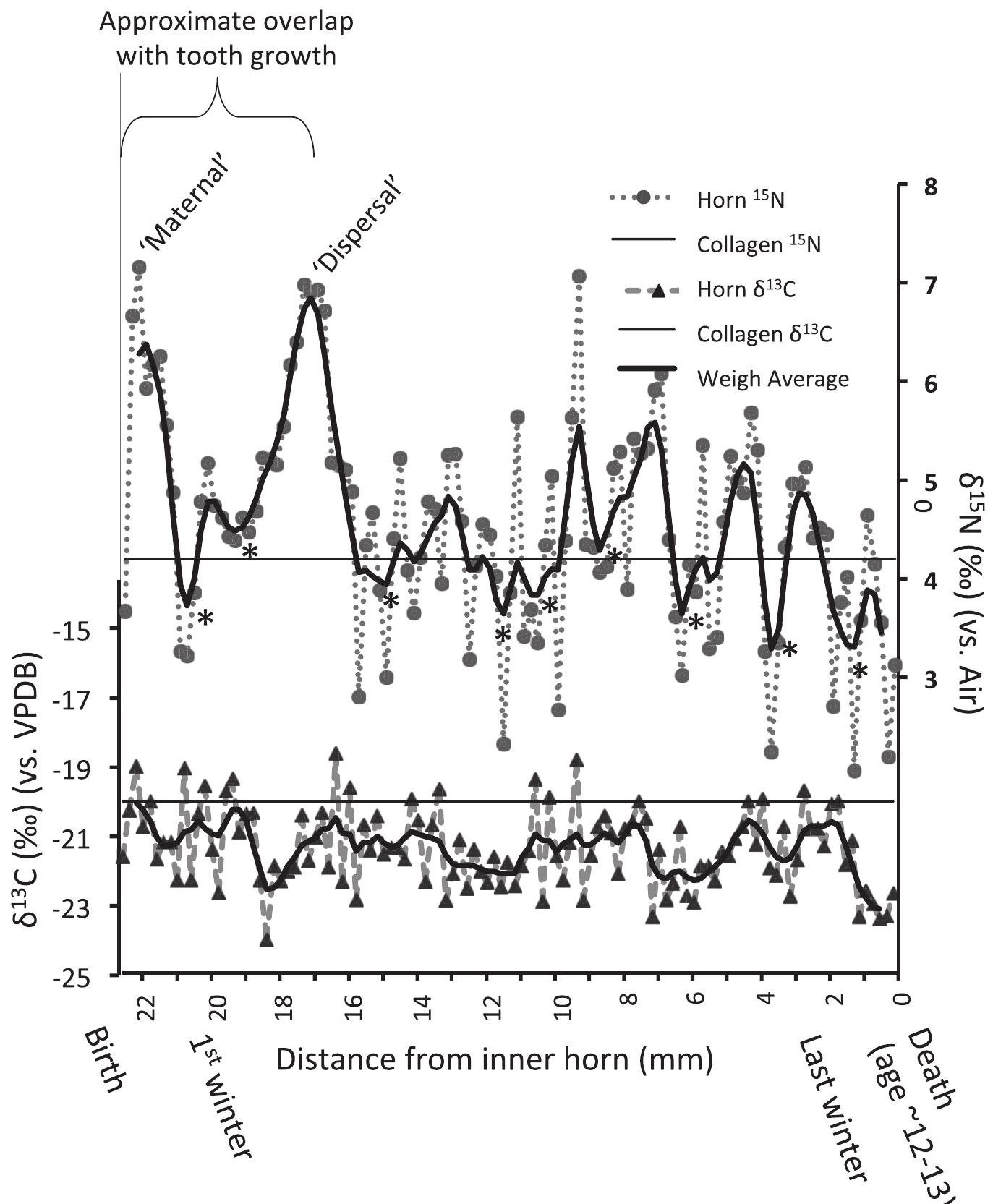 Carbon and nitrogen stable isotope values of serial horn