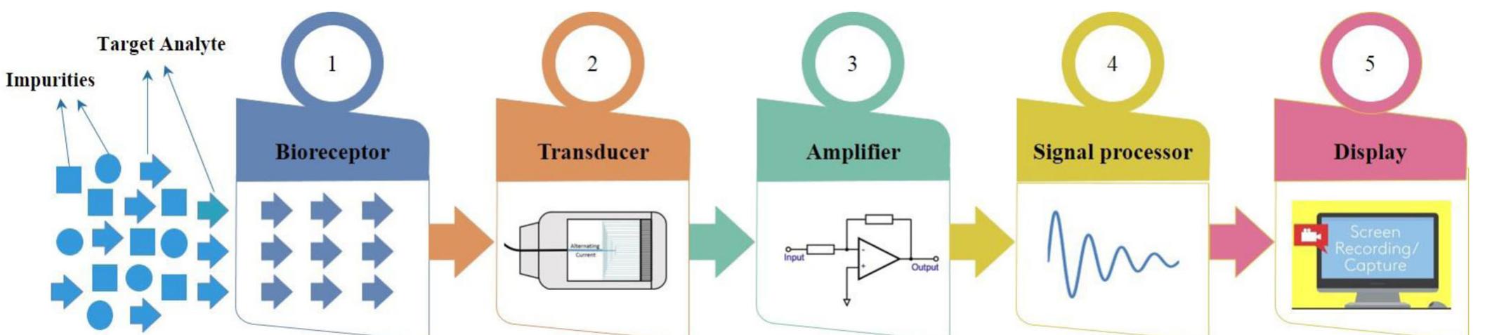 Schematic diagram of principle function of a biosensor. a
