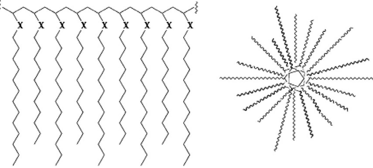 Traditionally depicted structure of a comb polymer (left). x