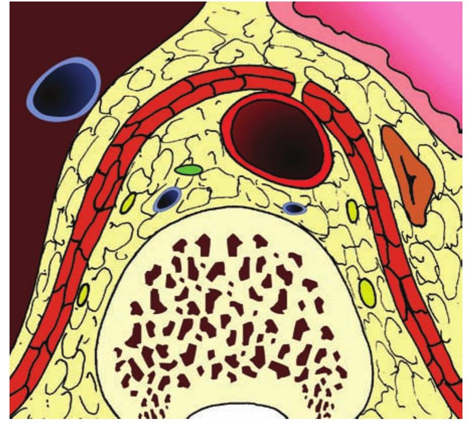 (PDF) The Diaphragmatic Crura and Retrocrural Space: Normal Imaging ...