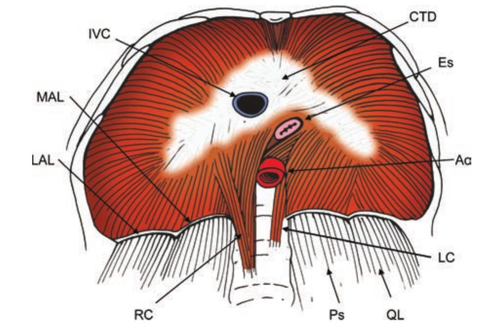 Diagram (inferior view) shows the diaphragm and the