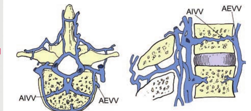 Paravertebral venous plexus. diagram shows the anterior