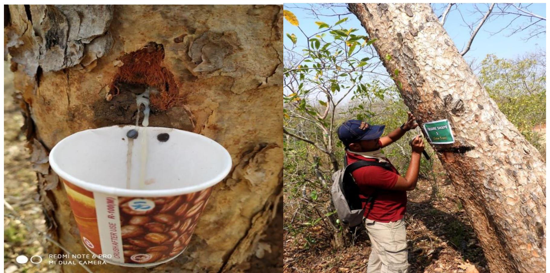 Plate.3 gum exudation from b. serrate tree in hole shape cut