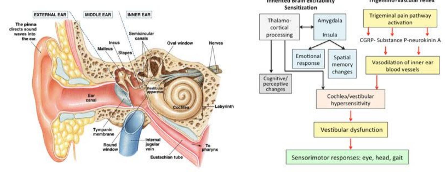 ] anatomy of vestibular system and flow chart for vestibular