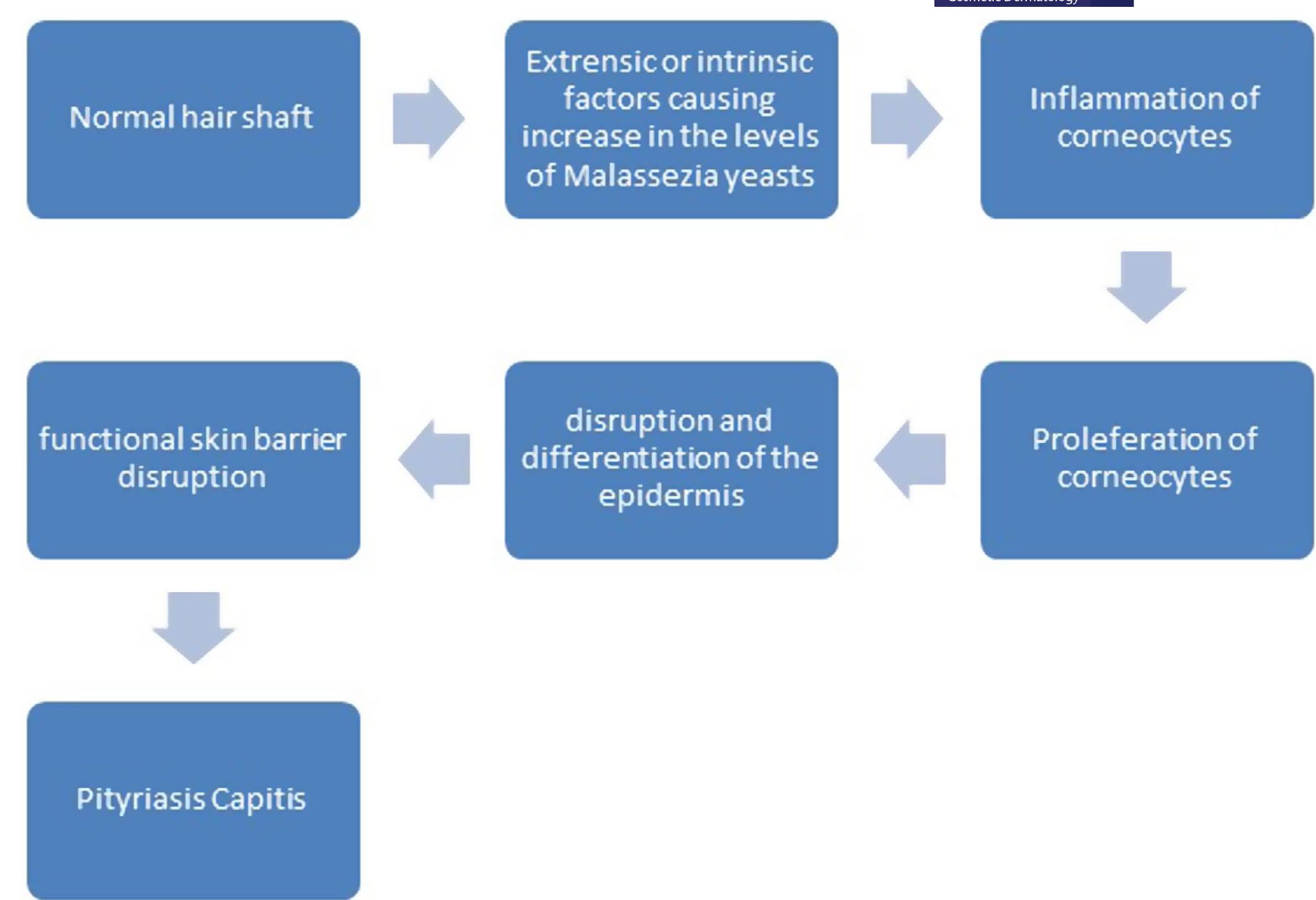 Schematic diagram for pathophysiology of pityriasis capitis