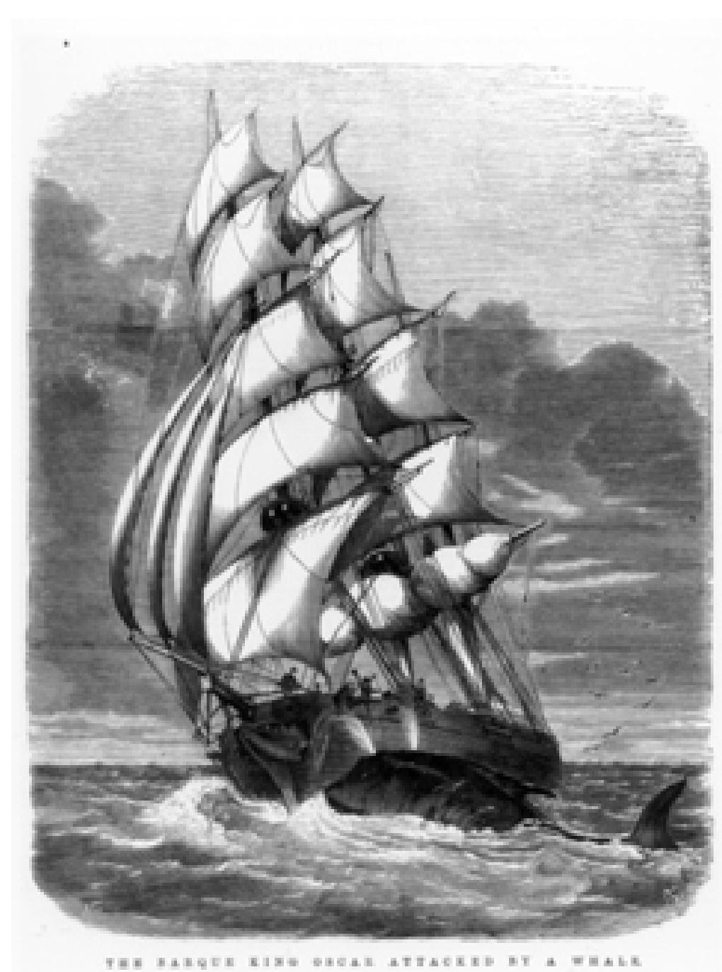Sure 1. barque king oscar being run down by a whale.