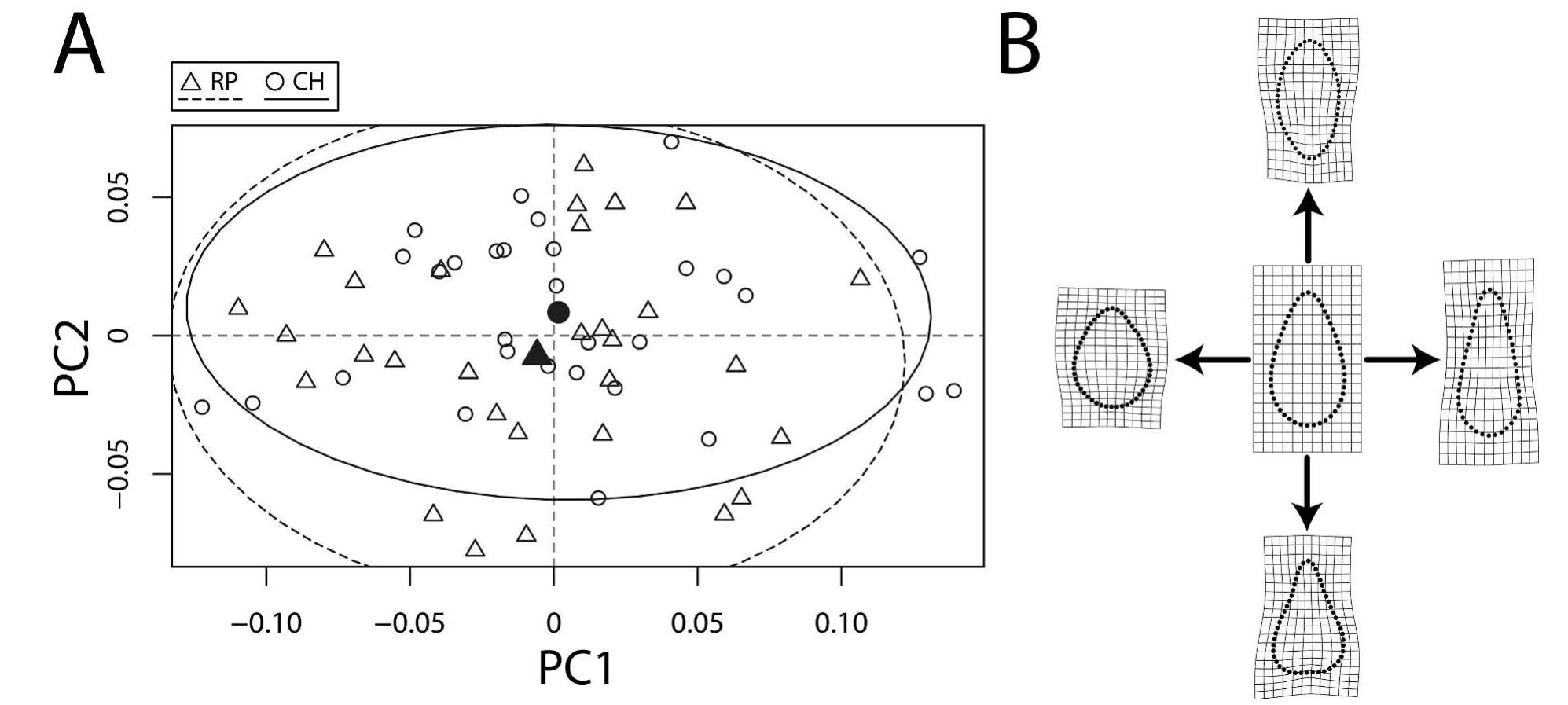 Principal component graph displaying planview shape variance