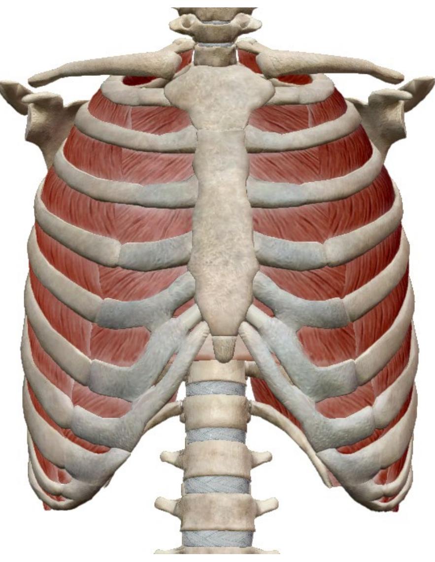 Muscles. are grouped together based on their two types: