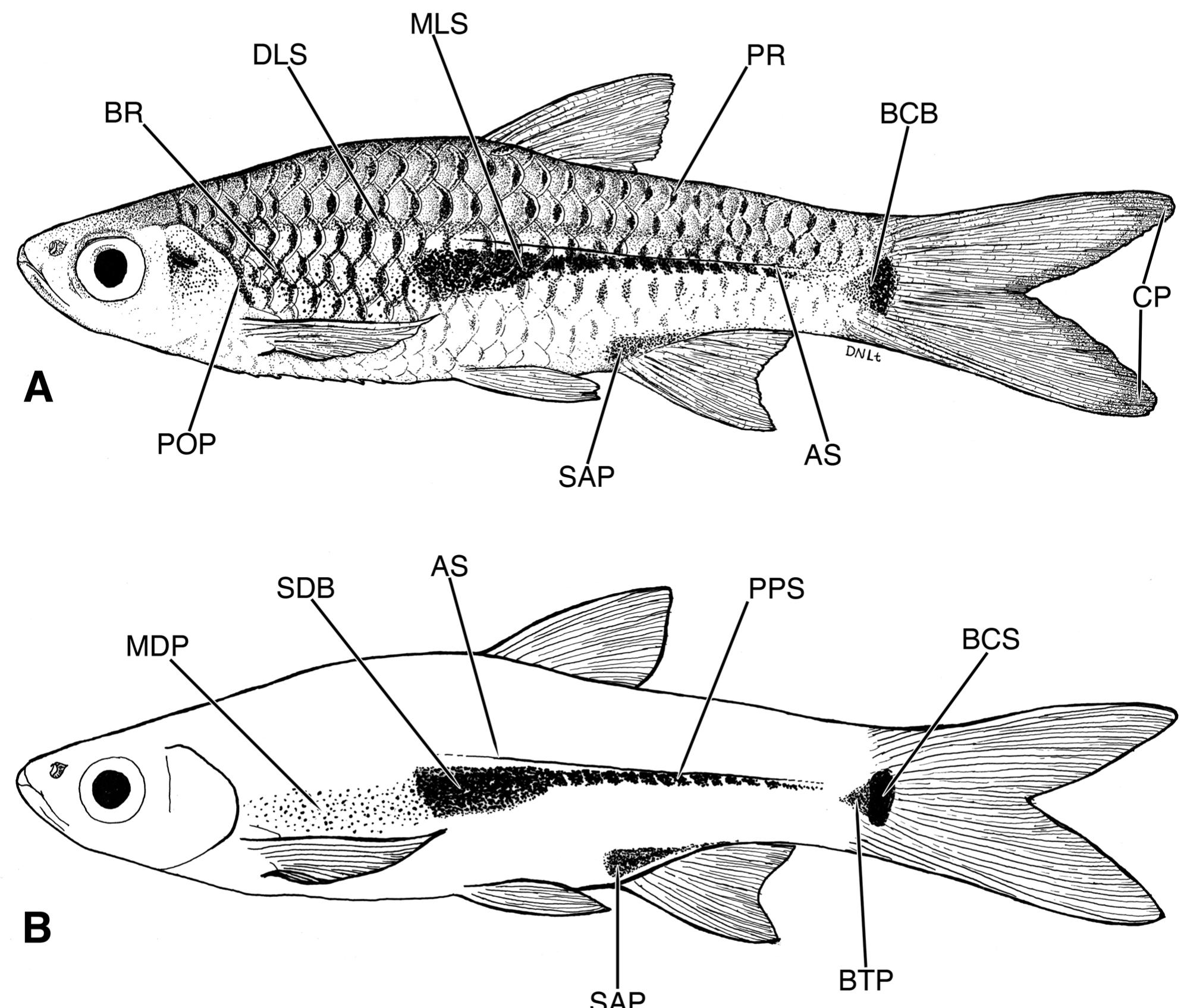 Left lateral views of body of the sumatrana group showing:
