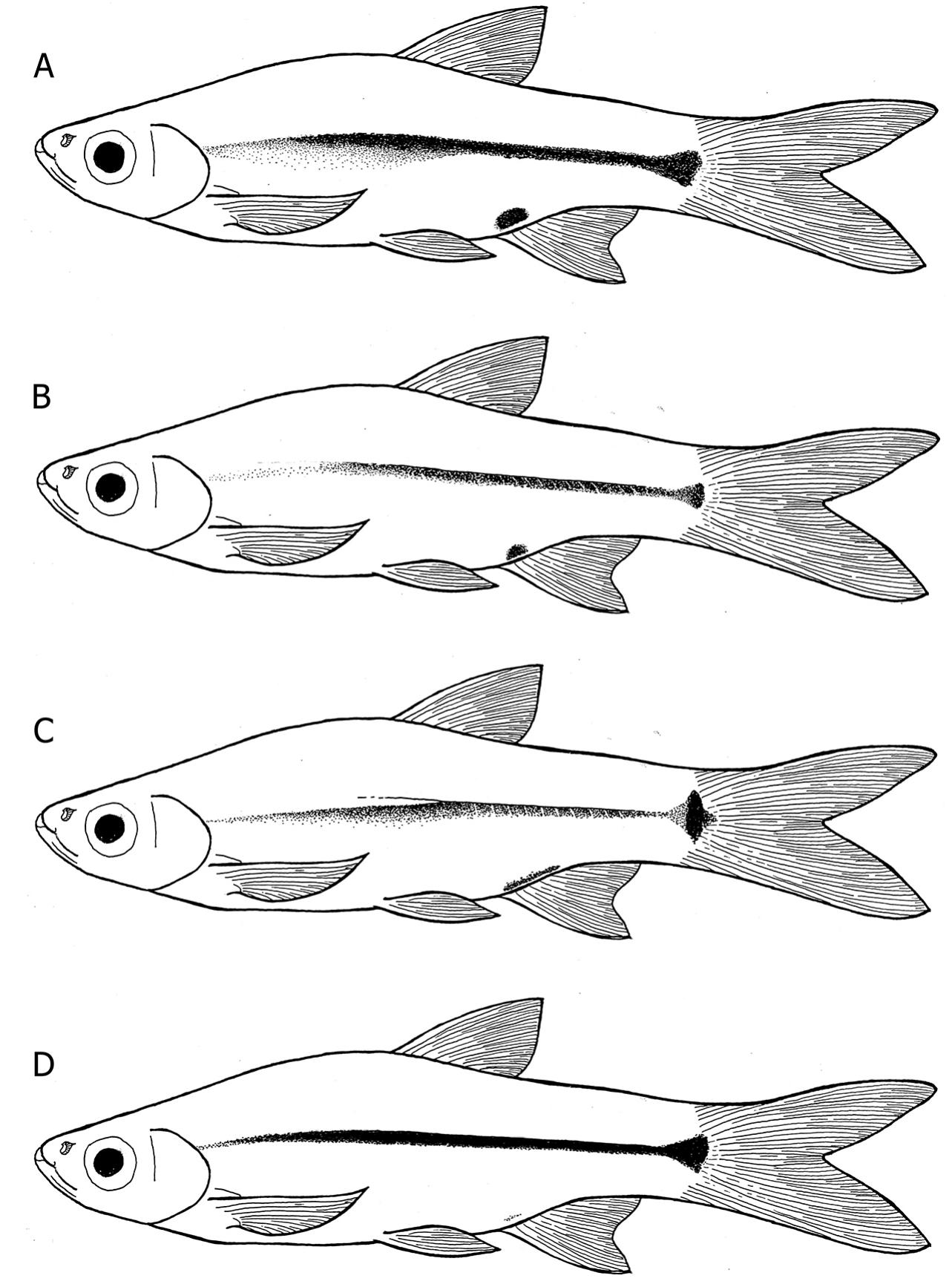 Schematic drawing of left lateral view of three primary