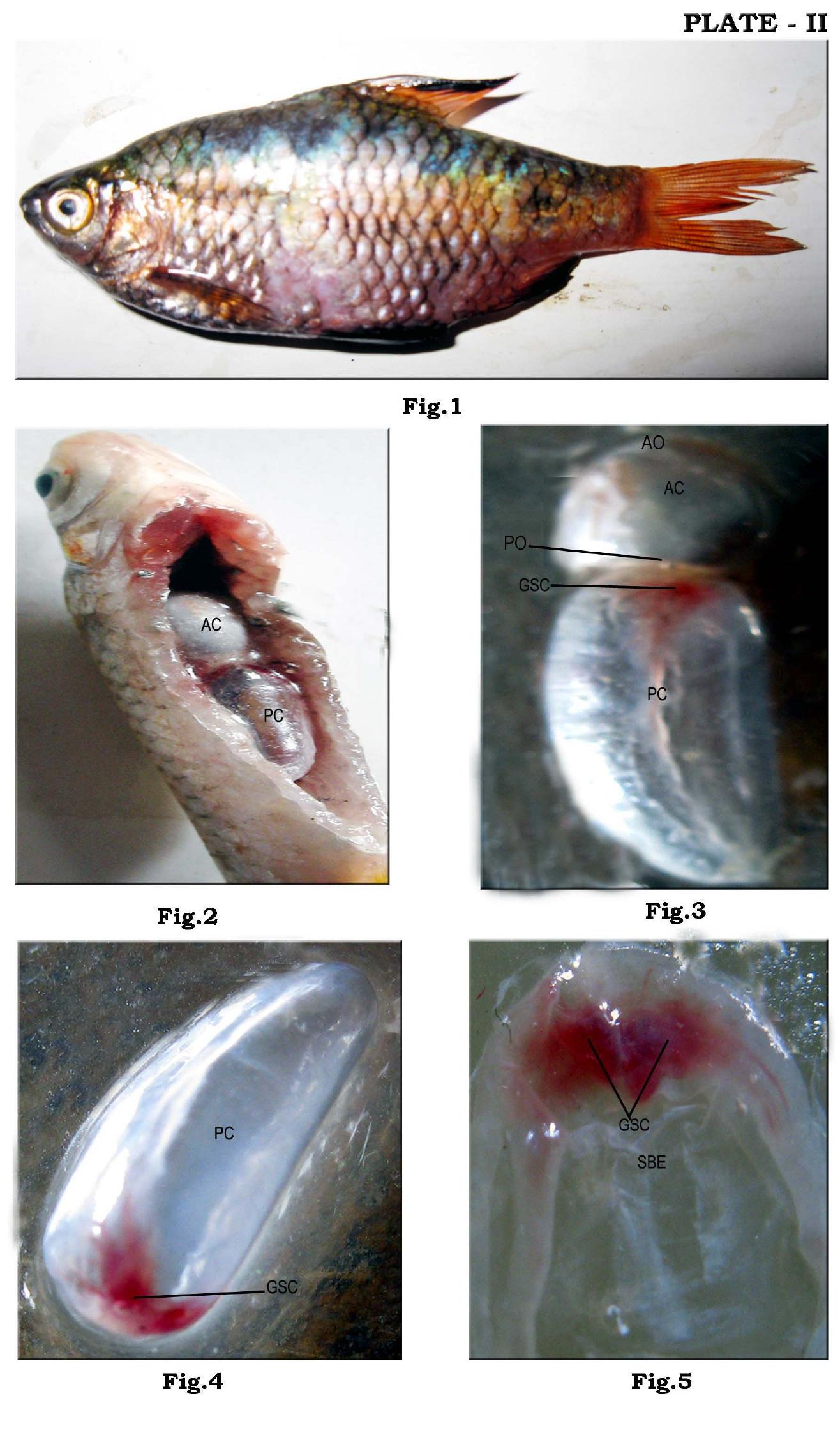 Swim bladder of puntius conchonius fig.5:external view of