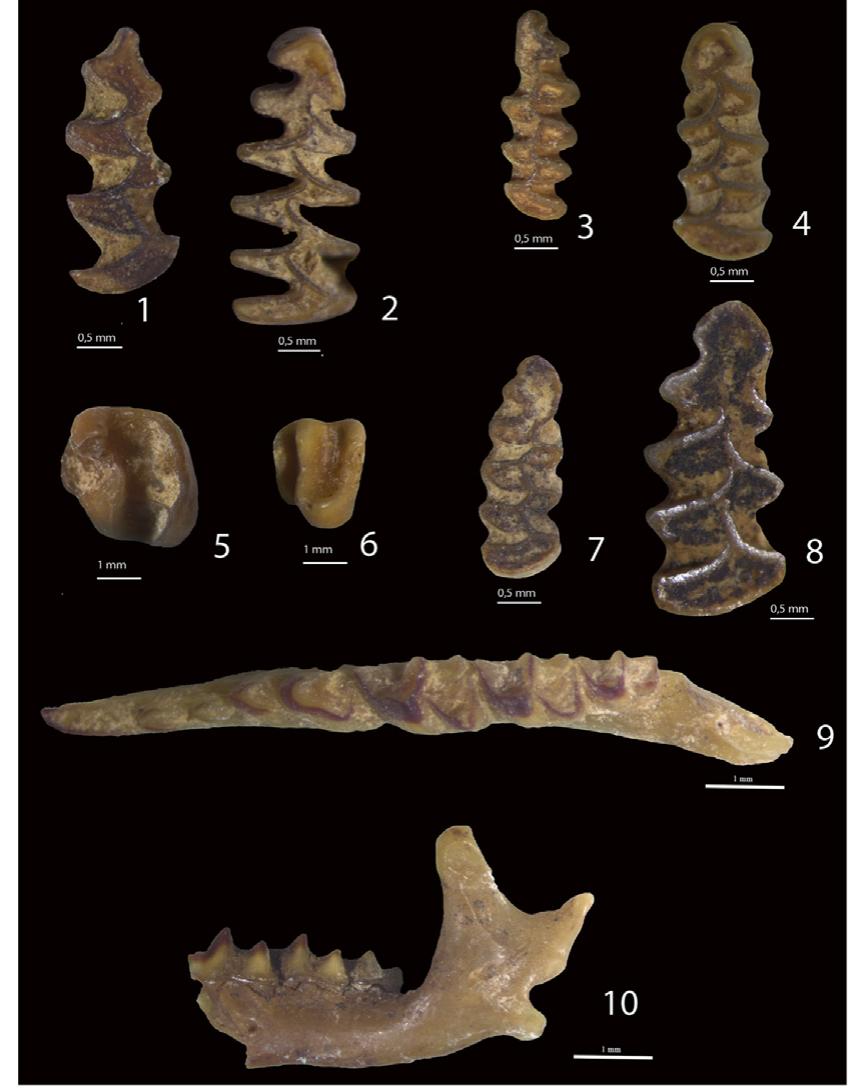 (top row) morphology of the lower first molar of the taxa