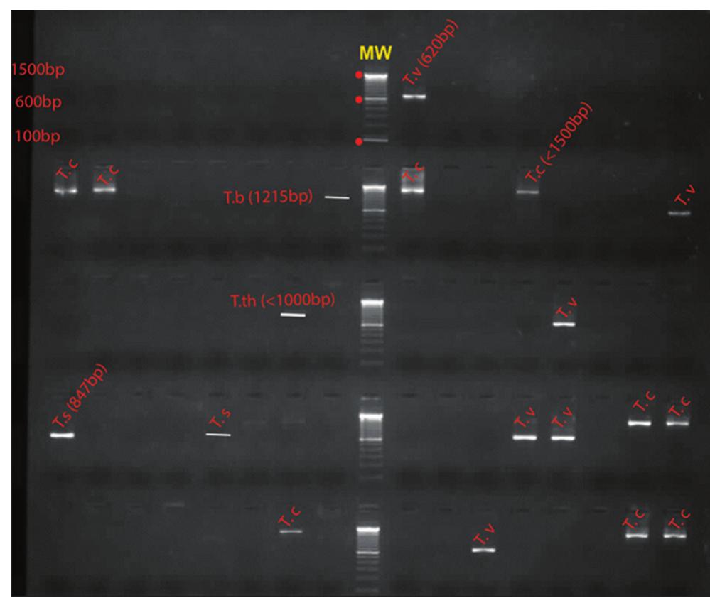 -1: gene amplification of trypanosomes using primers the