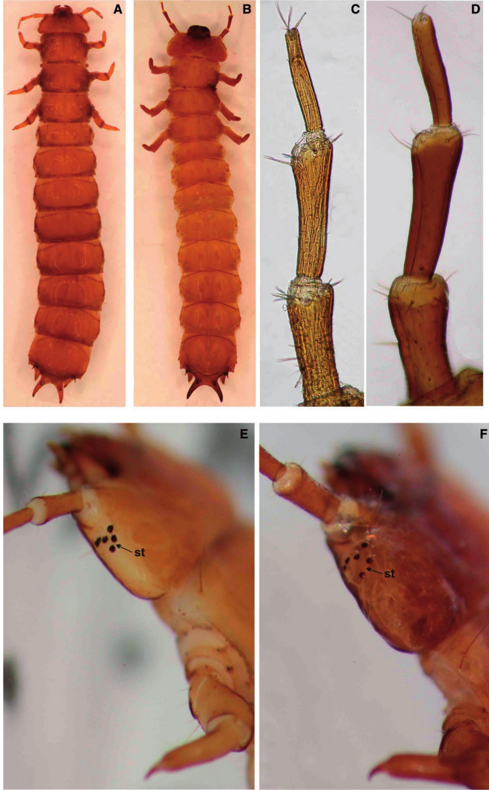 Larva of c. cinnaberinus. (a) habitus (dorsal view). (c)