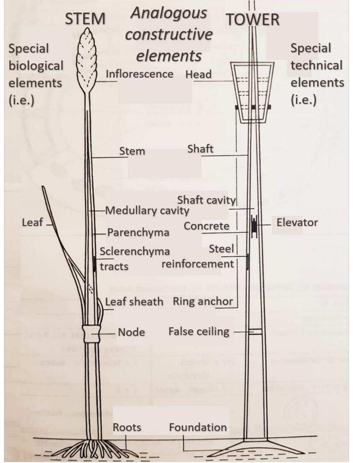 The analogy of the wheat stem and the television tower