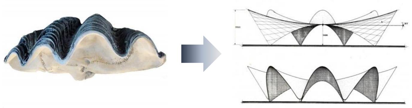 The tridacna-like hyperbolic paraboloid structure inspired