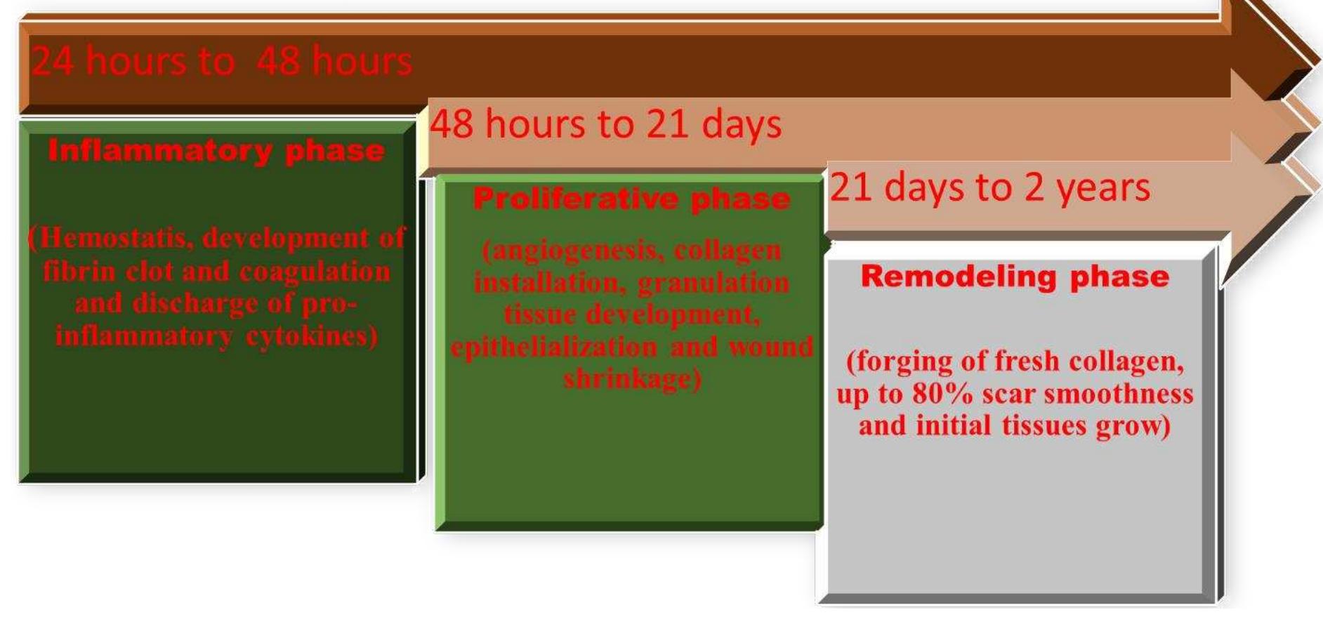 Stages of wound healing process.
