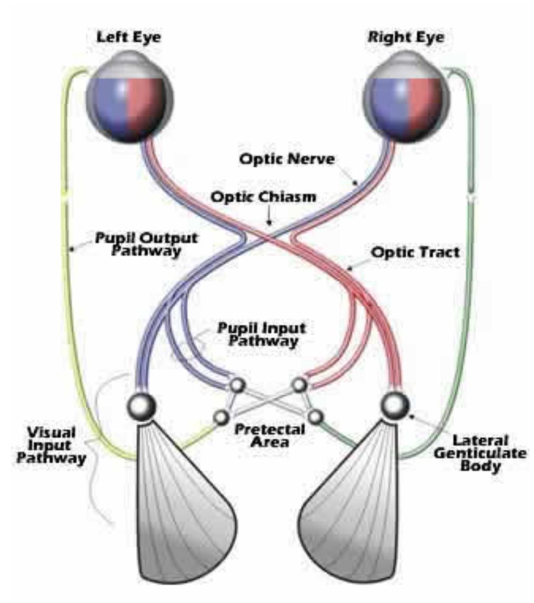 A representation of visual nerve pathways (v.p., 2005)