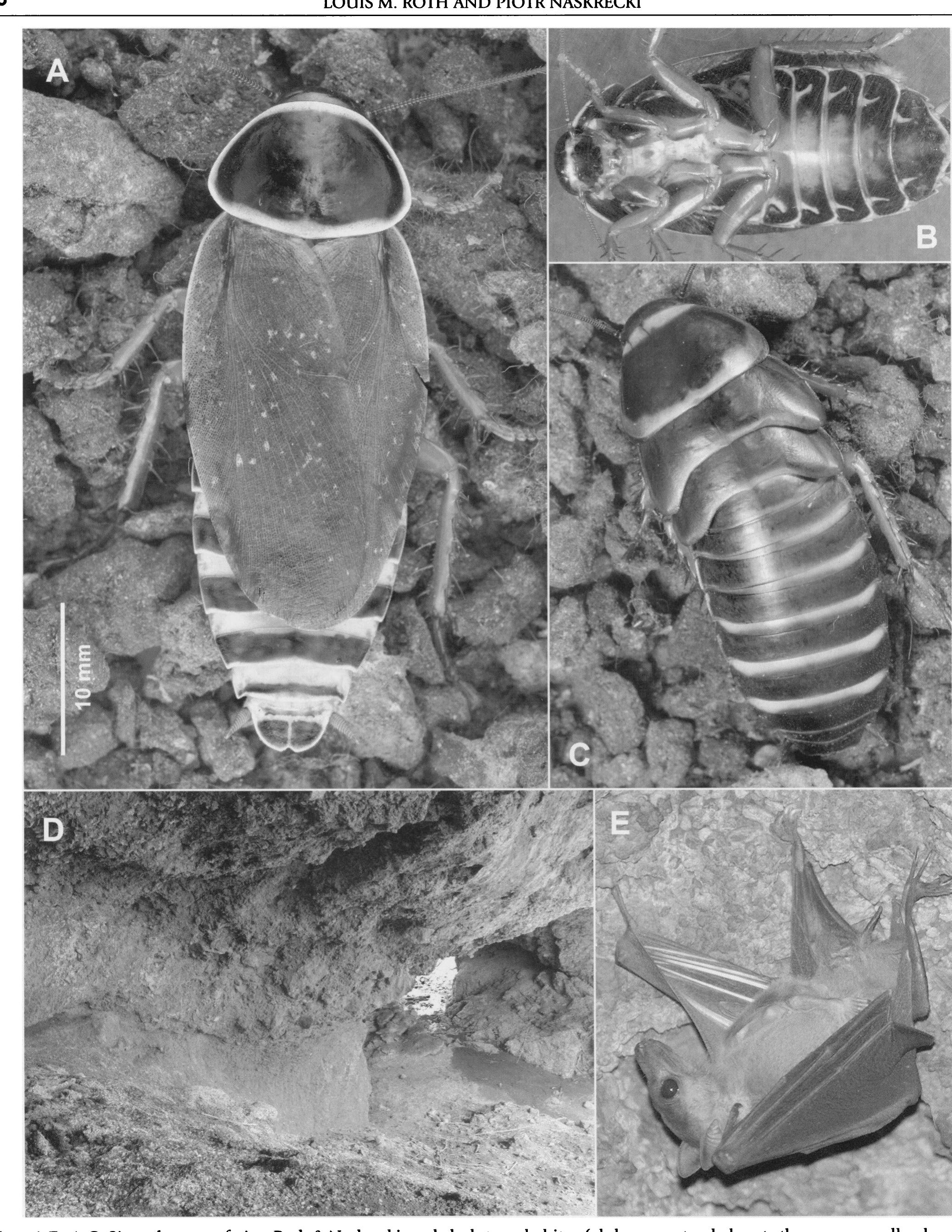 Figure 1 - A New Genus and Species of Cave Cockroach