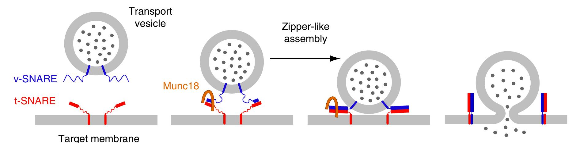 Core mechanism of the snare fusion nanomachine. the