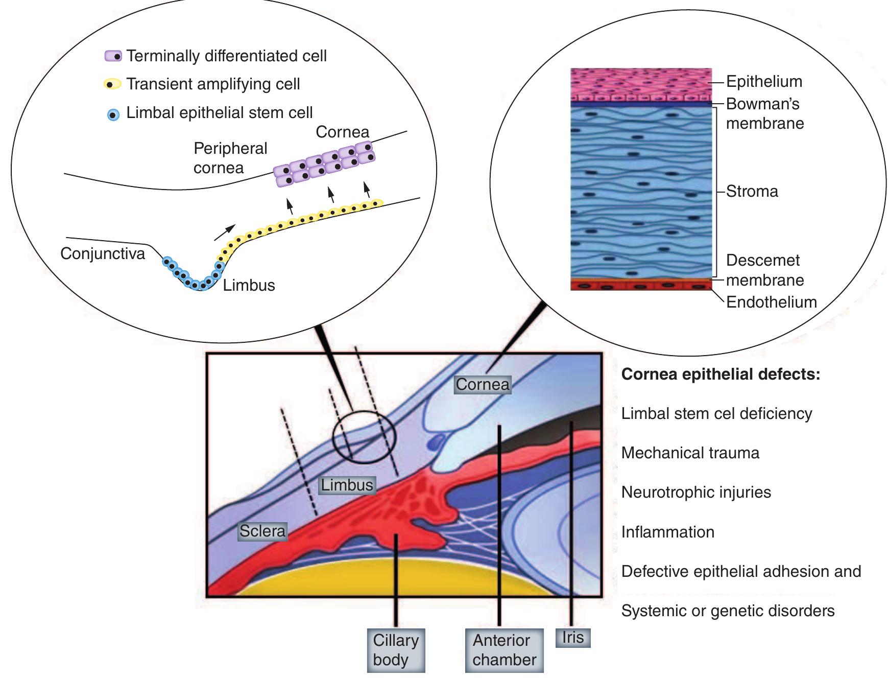 Schematic structure of the cornea, location of the corneal