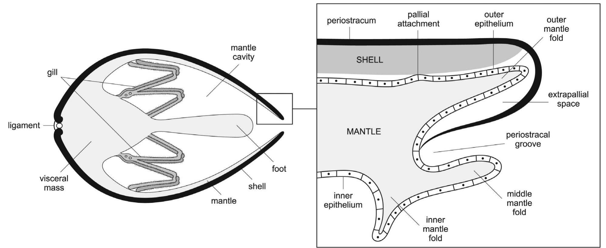 Schematic of bivalve morphology. (a) generalized bivalve