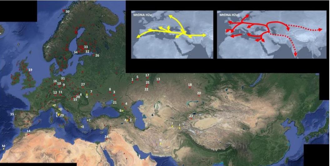 Map of diffusion of mt-dna haplogroups h2a and h2al (source: