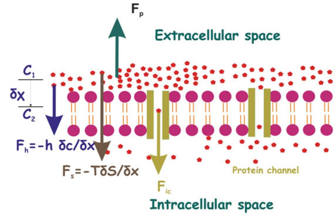 4 schematic layout of thermodynamic potential gradients near