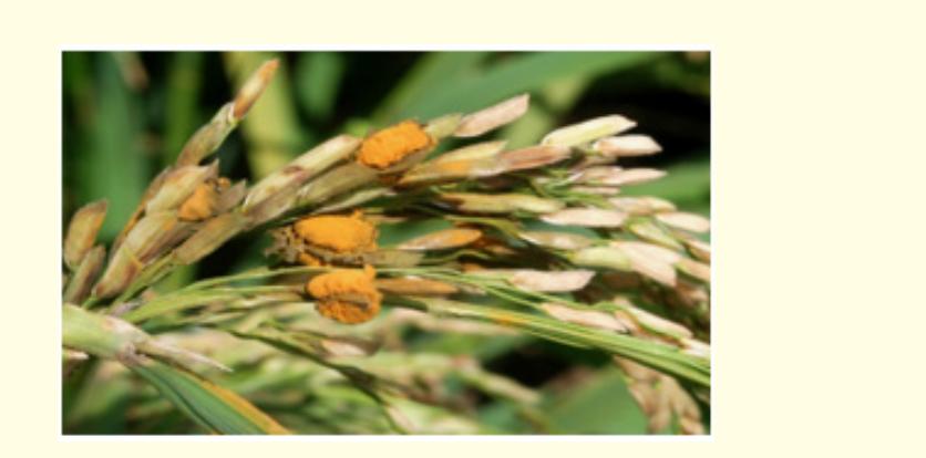 Rice false smut disease, also known as green smut, is often