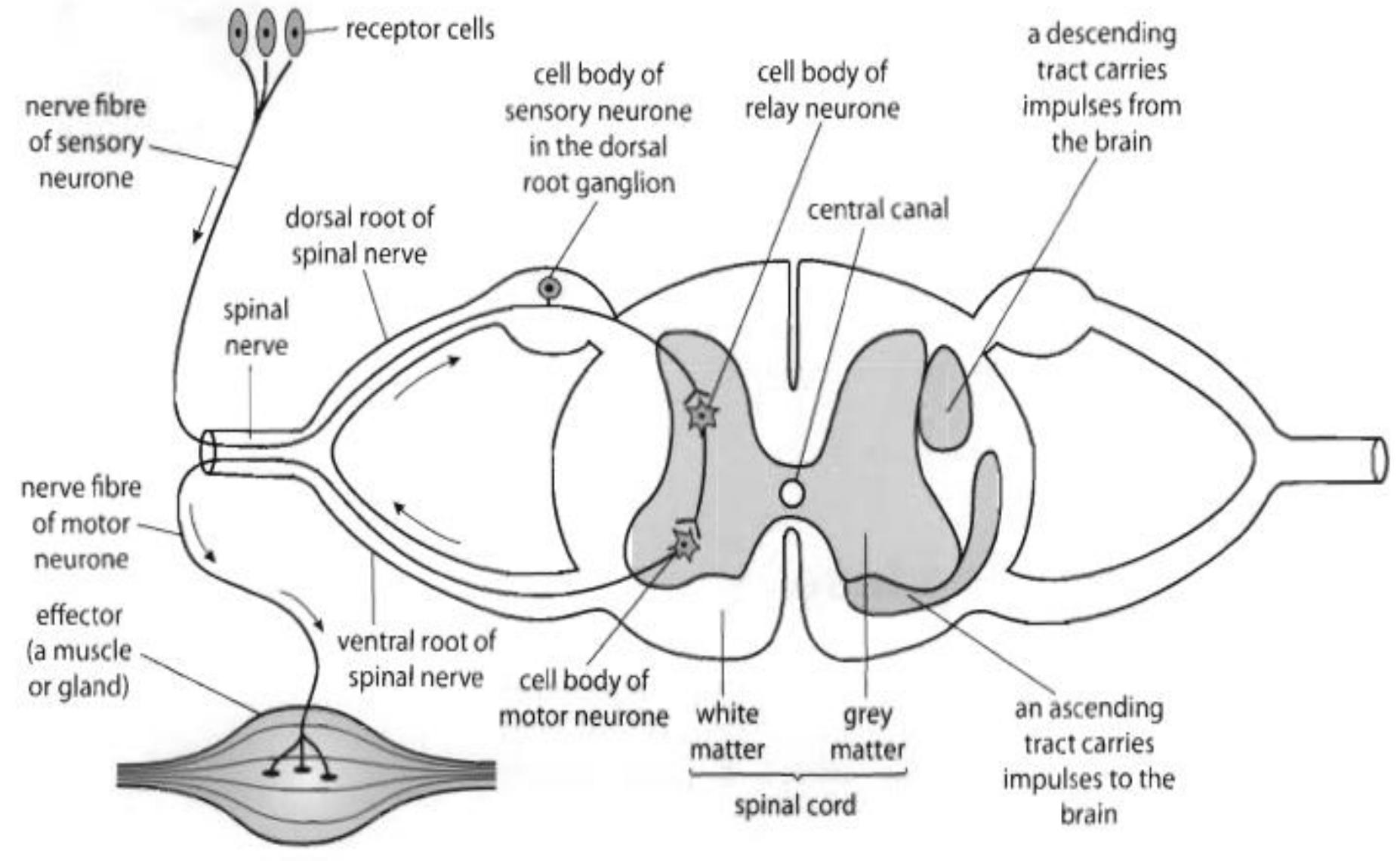 Diagrammatic Cross Section Of The Spinal Cord Illustrating A