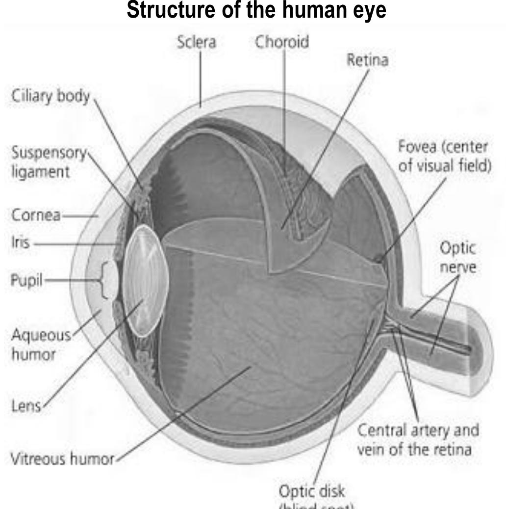 The globe of the human eye, or eyeball, consists of the