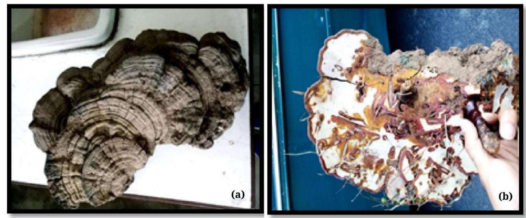 (a) dorsal view, and (b) ventral view of the g. /ucidum