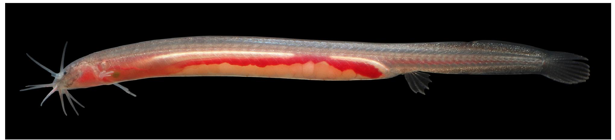 Pangio bhujia; bnhs-fwf 981-991, one of the paratypes, in