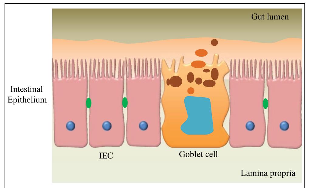 A schematic of the gastrointestinal tract model showing