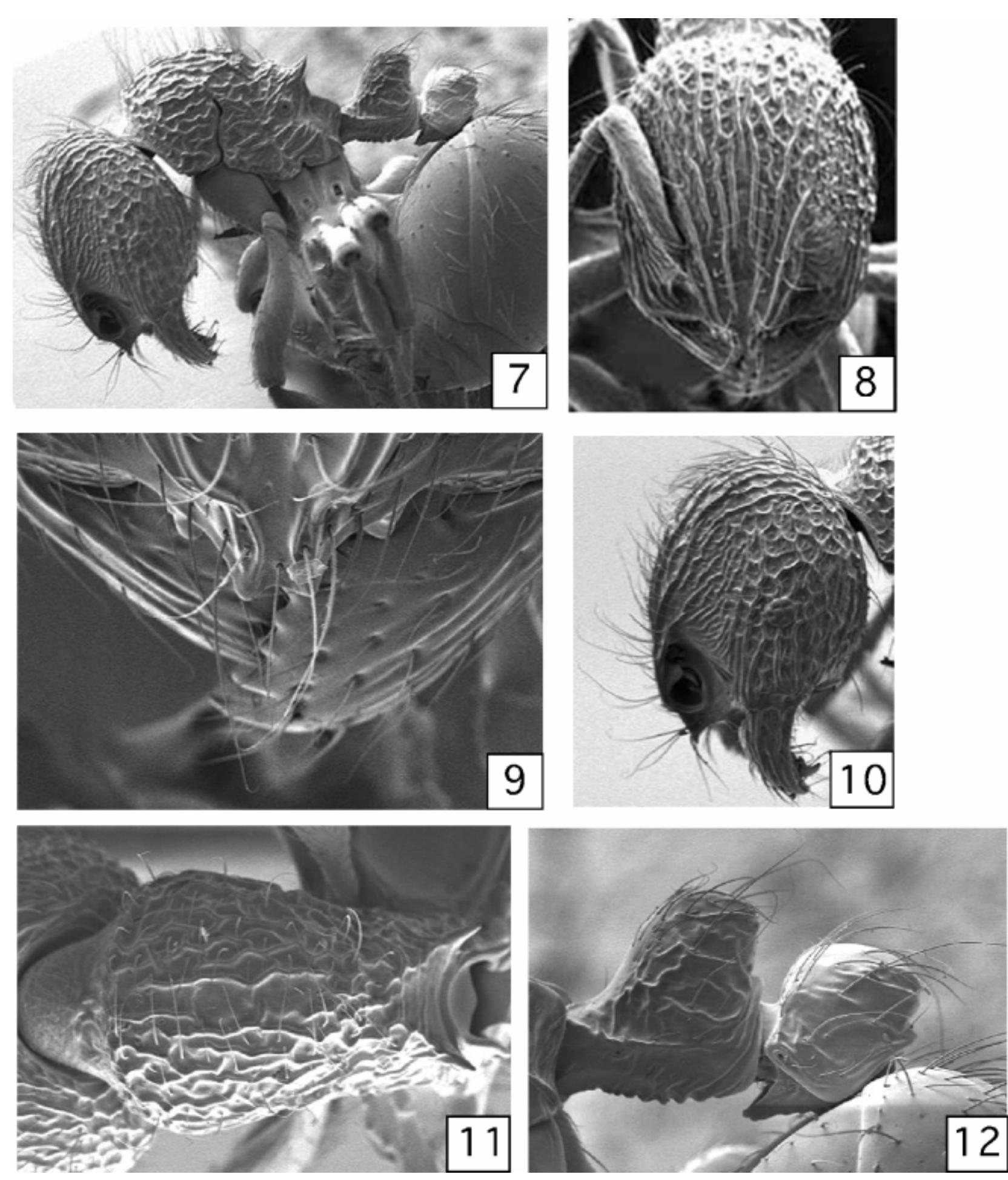S 7-12: adelomyrmex myops (worker). fig. 7. lateral view;