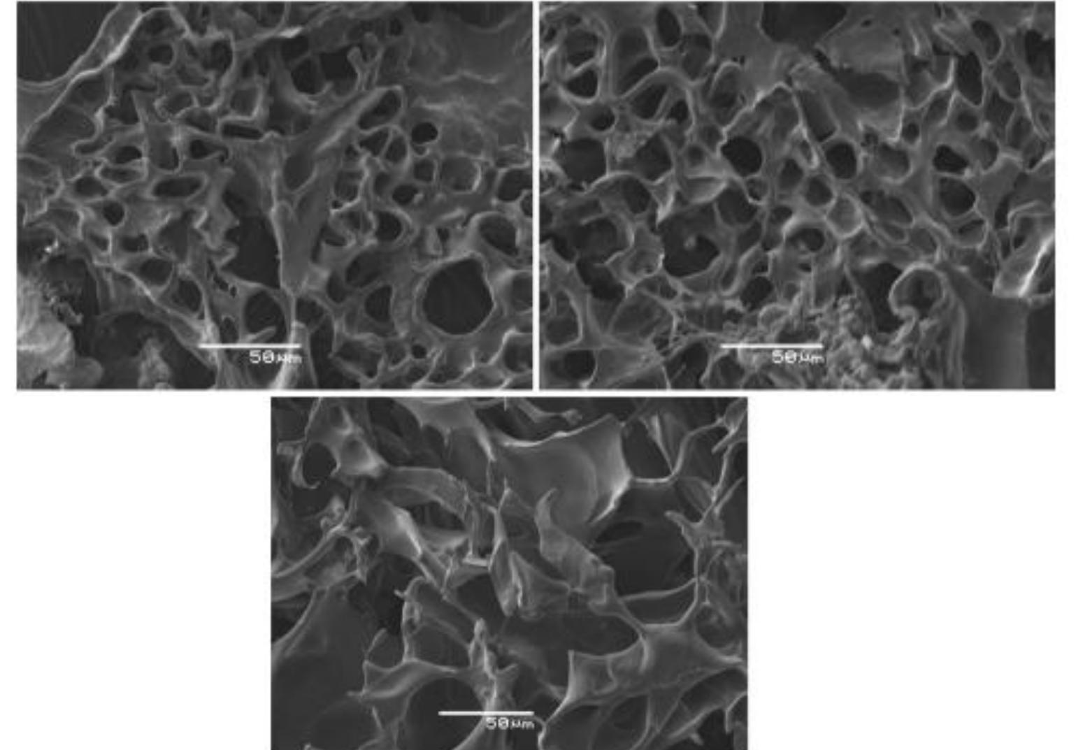 Examination scanning electron microscope (sem) starch figure