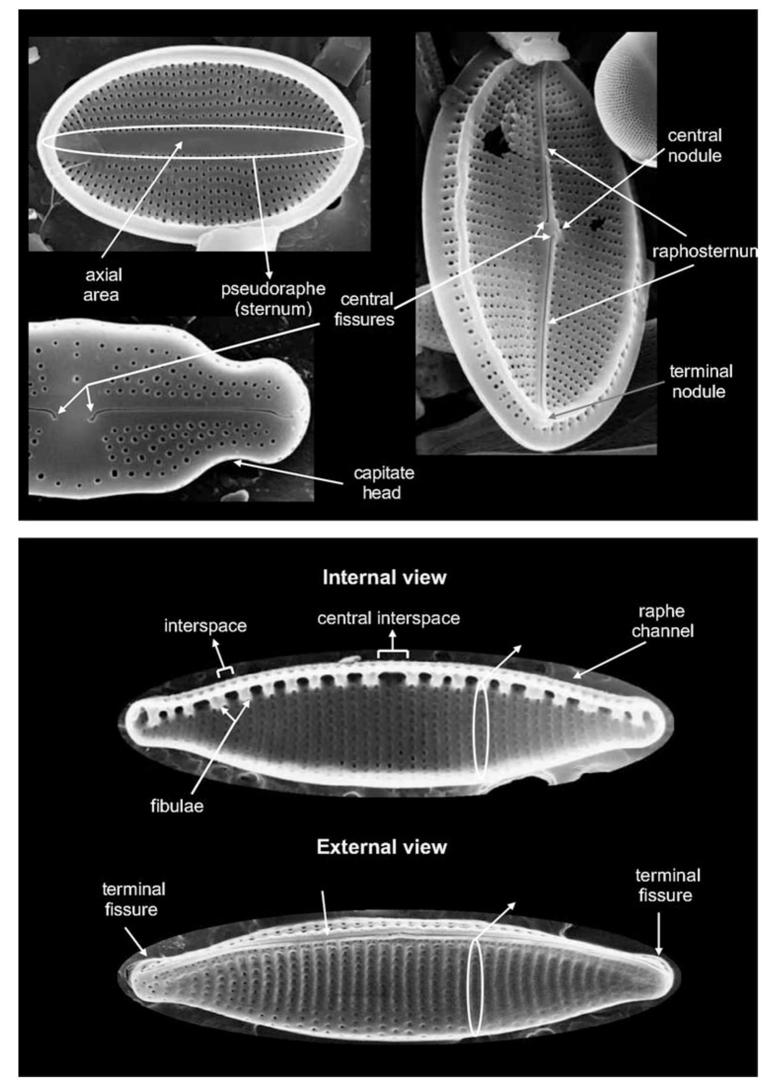 (PDF) Diatom Taxonomy and Identification Keys