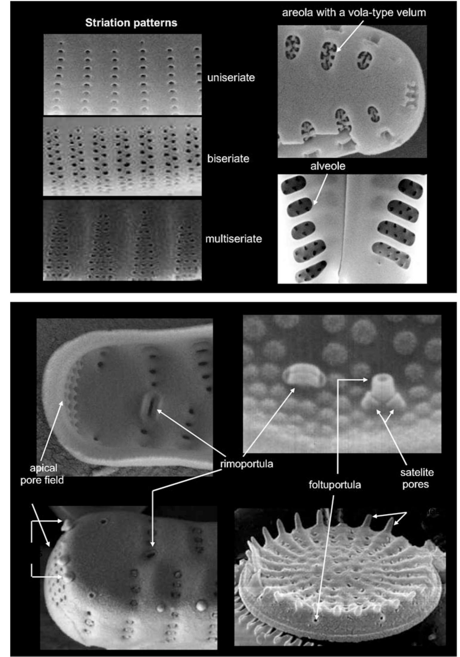 (PDF) Diatom Taxonomy and Identification Keys