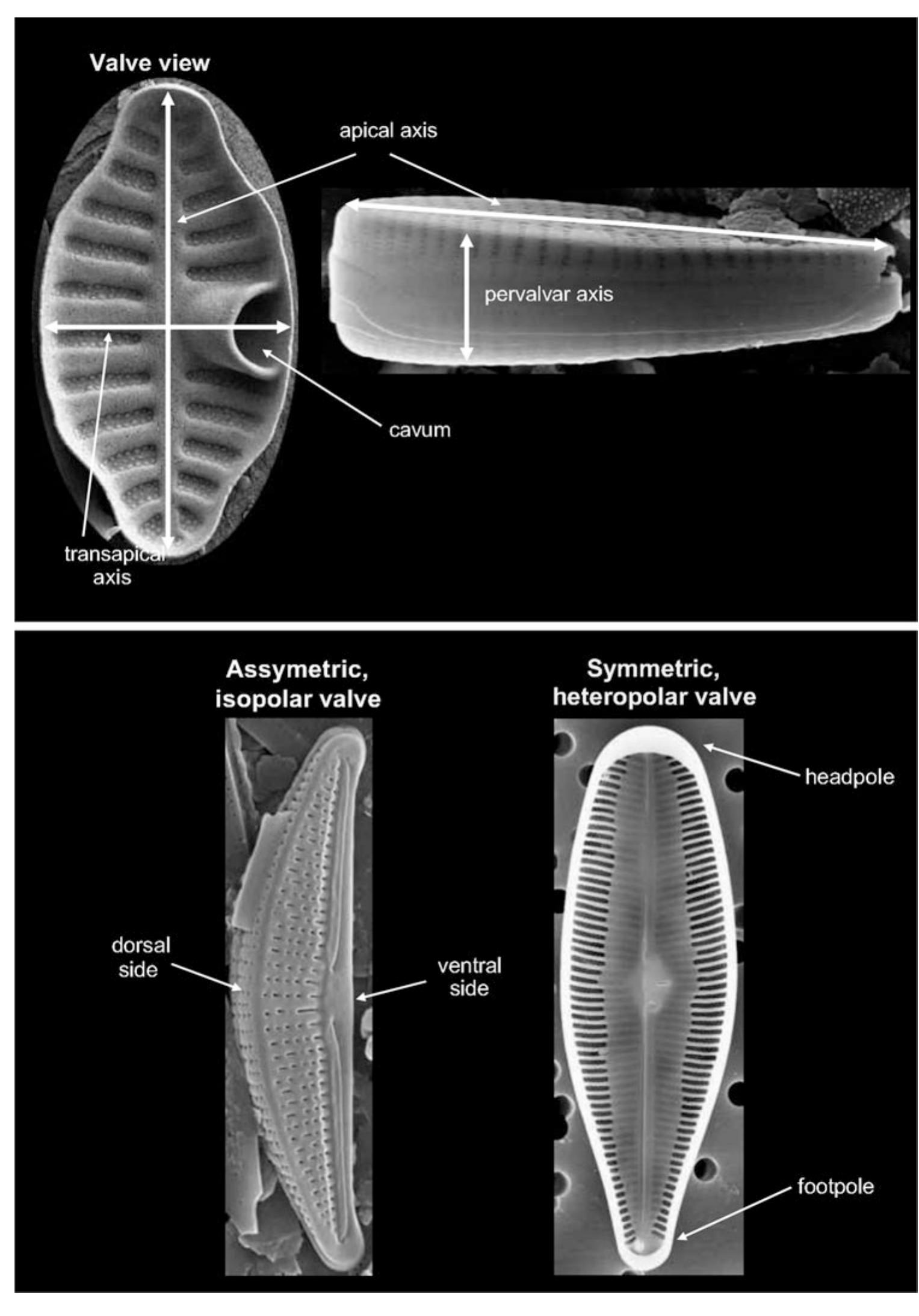 (PDF) Diatom Taxonomy and Identification Keys