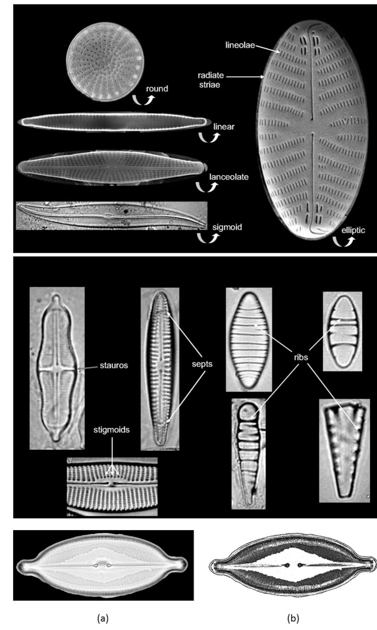 (PDF) Diatom Taxonomy and Identification Keys