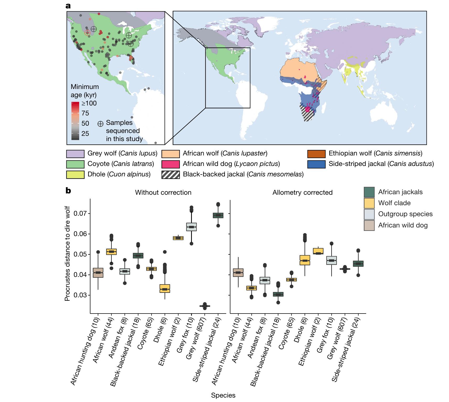 Figure 1 - from (Nature 2021) Dire wolves were the last of